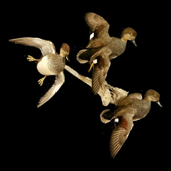 Mottled Duck Mounts, Drake & Hen Standing, Flying, Dead Mounts