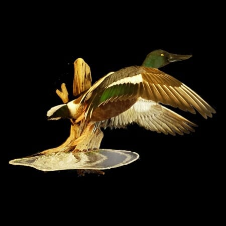 Mottled Duck Mounts, Drake & Hen Standing, Flying, Dead Mounts
