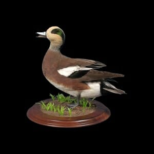 Canada Goose Mounts, Flying, Standing, Dead Mount Poses