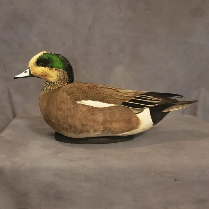 American Wigeon Mounts | Drake Wigeon Mounts | Waterfowl Taxidermy