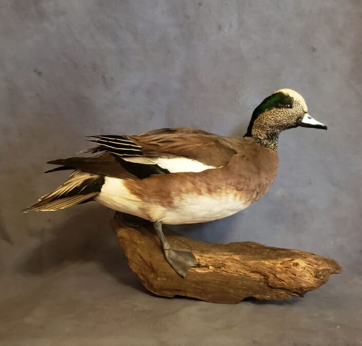 American Wigeon Mounts | Drake Wigeon Mounts | Waterfowl Taxidermy