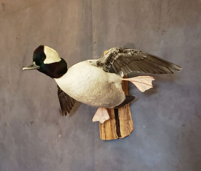 Bufflehead Duck Mounts | Drake Bufflehead Mounts | Waterfowl Taxidermy