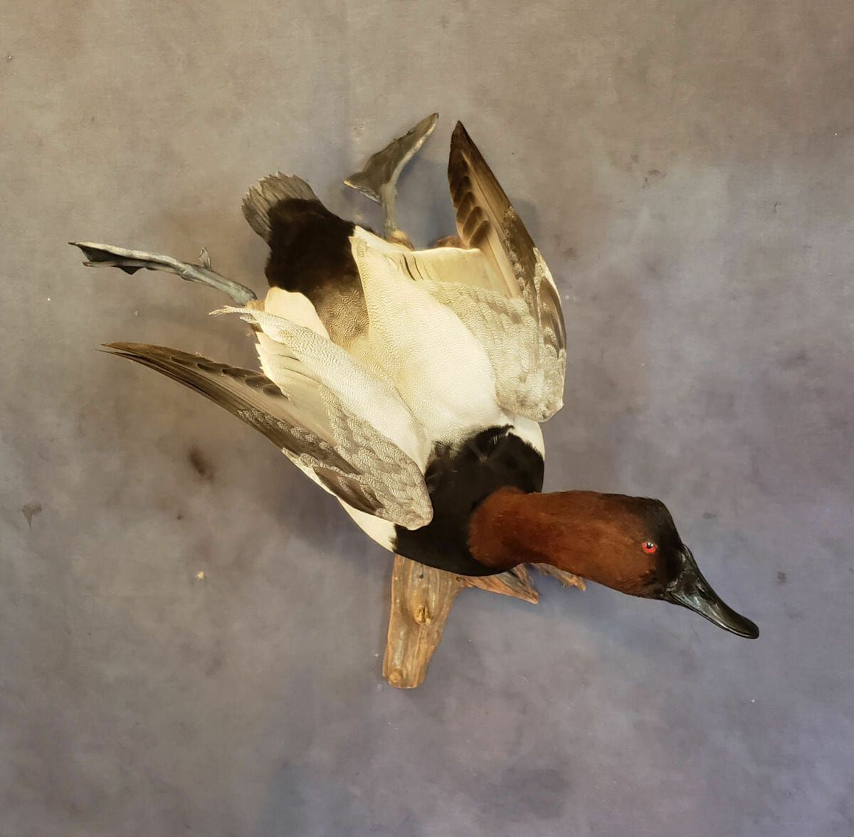 Canvasback Duck Mounts | Canvasback Drake Mounts | Duck Taxidermy