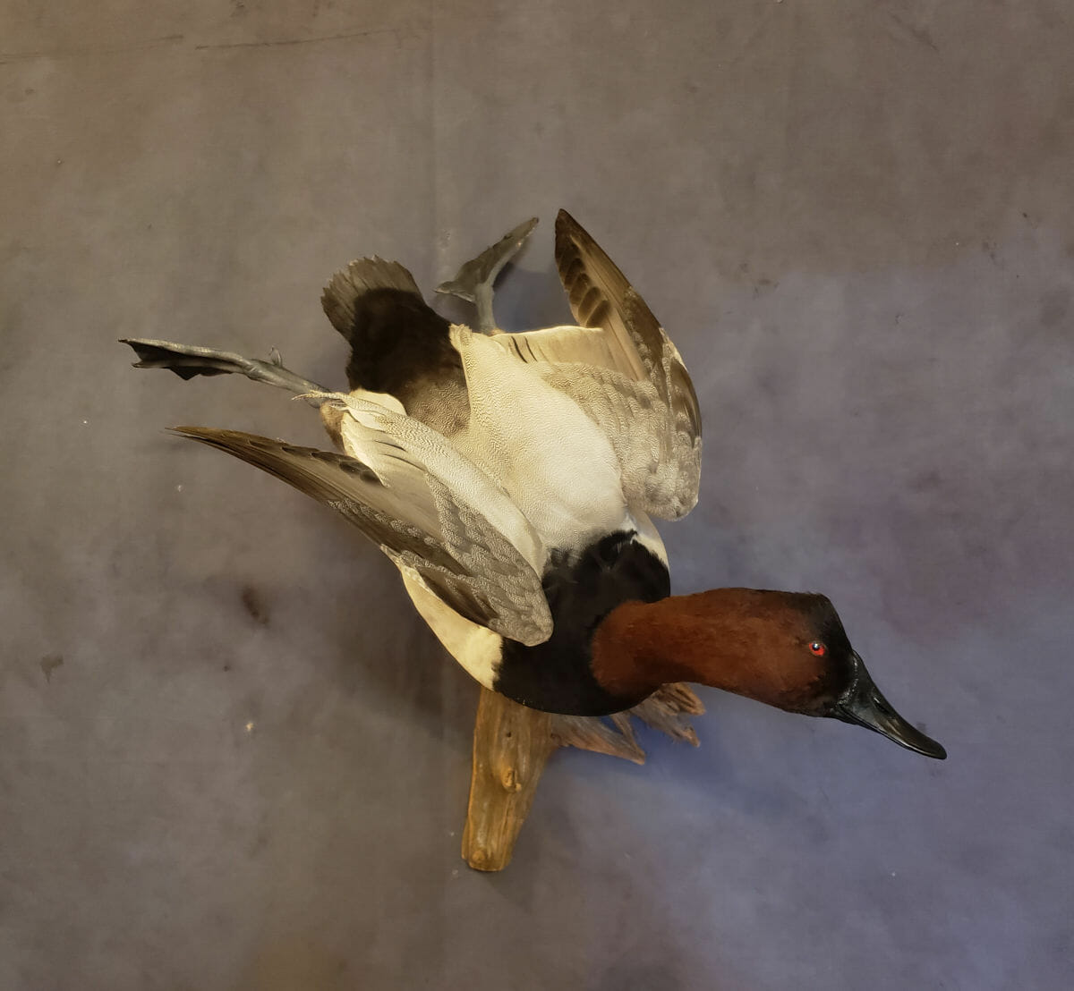 Canvasback Duck Mounts | Canvasback Drake Mounts | Duck Taxidermy