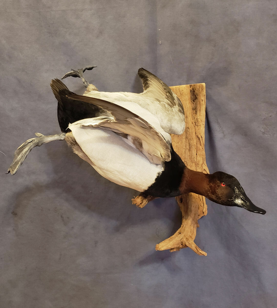 Canvasback Duck Mounts | Canvasback Drake Mounts | Duck Taxidermy