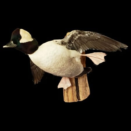 Mottled Duck Mounts, Drake & Hen Standing, Flying, Dead Mounts
