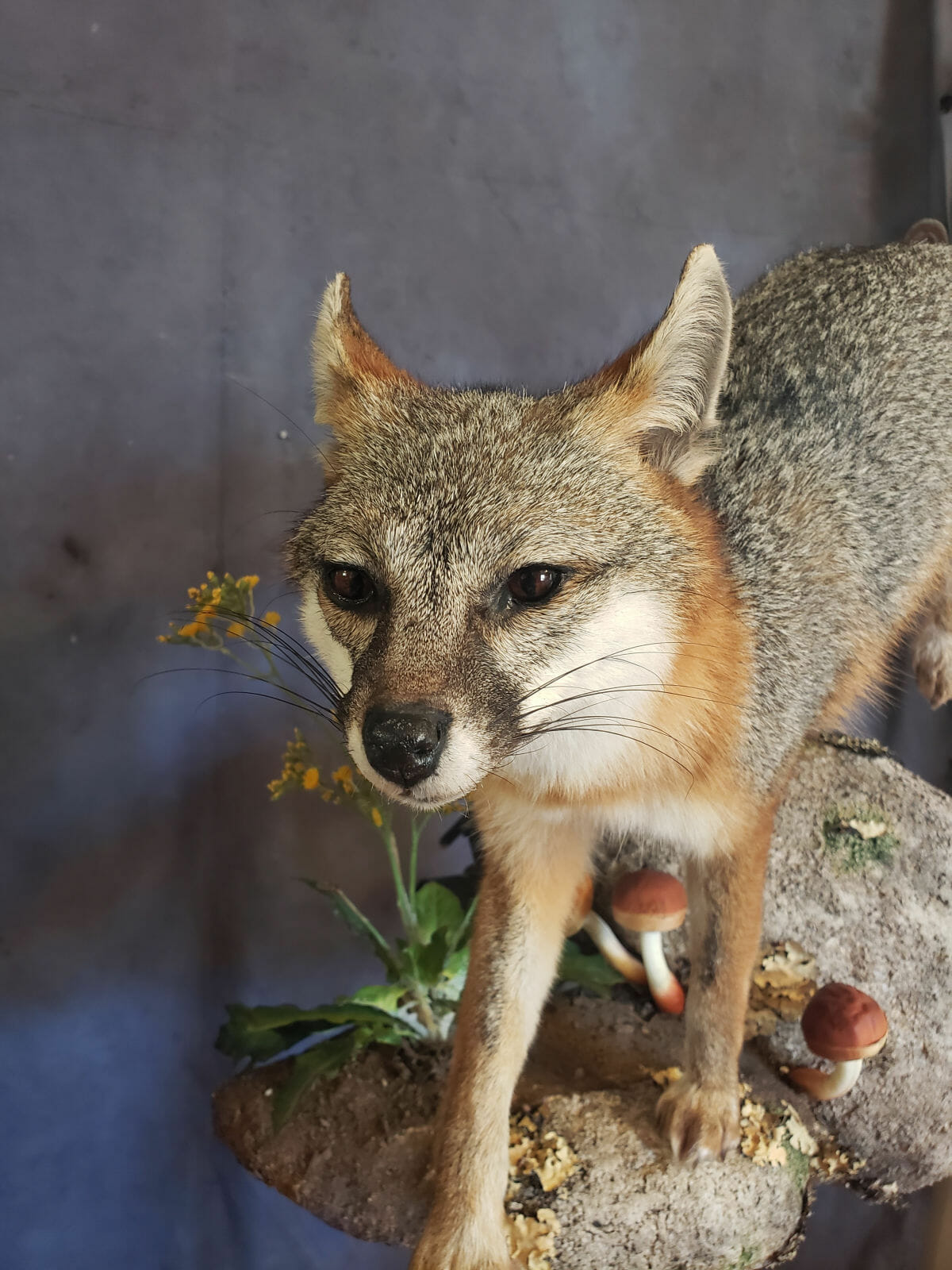 Life Size Taxidermy | Wild Hog Mounts, Bear Mounts | Texas Taxidermy