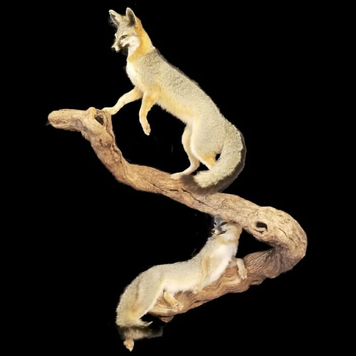 Canada Goose Mounts, Flying, Standing, Dead Mount Poses