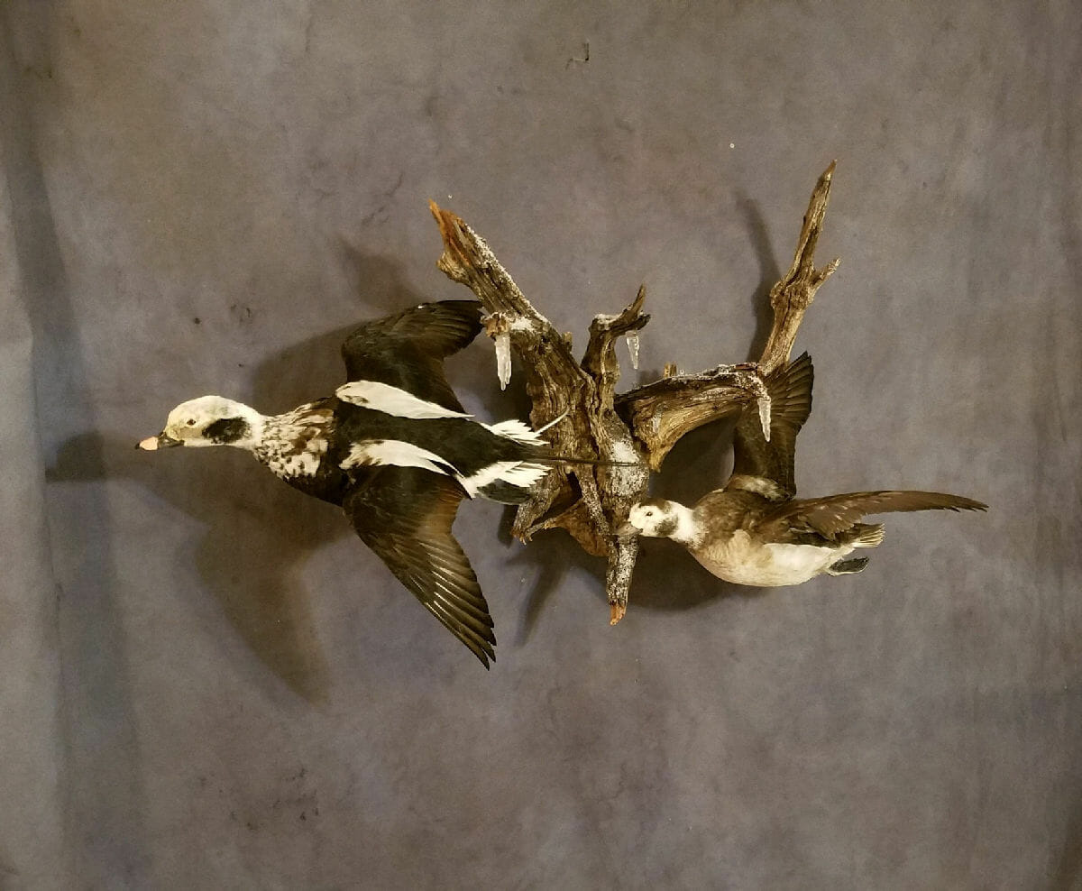 Long-Tailed Duck Mounts | Sea Duck Mounts | Waterfowl Taxidermy