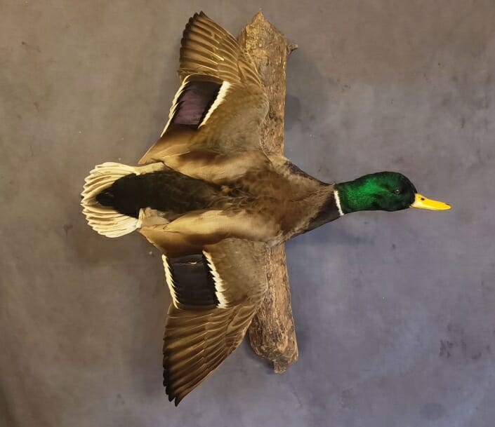 Mallard Mount | Mallard Drake Mounts | Puddle Duck Mounts | Taxidermy