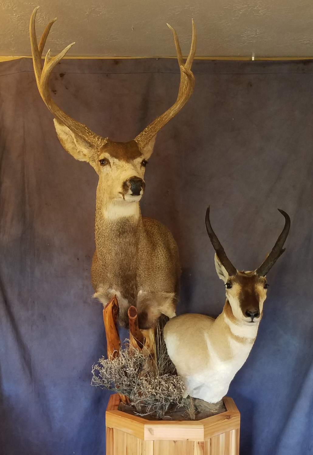 Deer Shoulder Mounts, Whitetail, Mule Deer, Axis, Goats, Elk