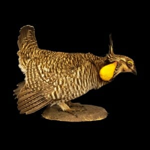 Canada Goose Mounts, Flying, Standing, Dead Mount Poses