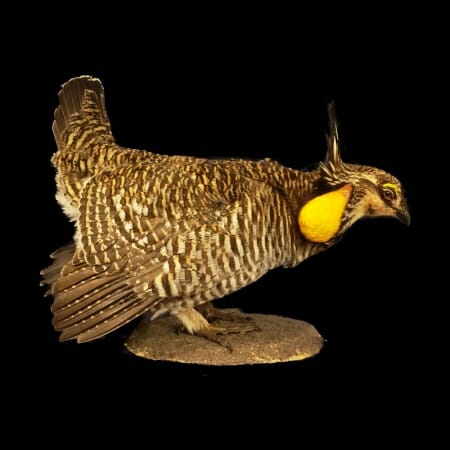 Canada Goose Mounts, Flying, Standing, Dead Mount Poses