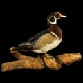 Wood Duck Mounts Flying, Standing, Dead Mount Waterfowl