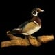 Wood Duck Mounts Flying, Standing, Dead Mount Waterfowl