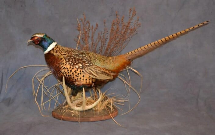 Upland Bird Mounts | Pheasant Mounts | Quail Mounts | Grouse Mounts