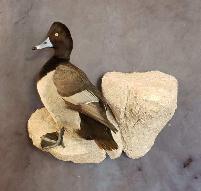 Diver Duck Mounts | Waterfowl Taxidermy | Texas Taxidermy Studio