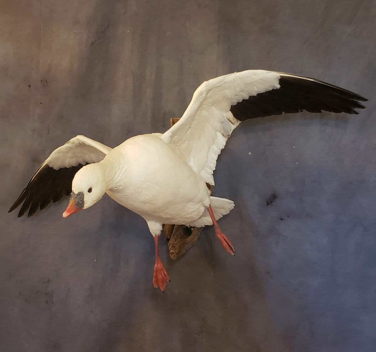 Snow Goose Mounts | Blue Goose Mounts | Texas Waterfowl Taxidermy
