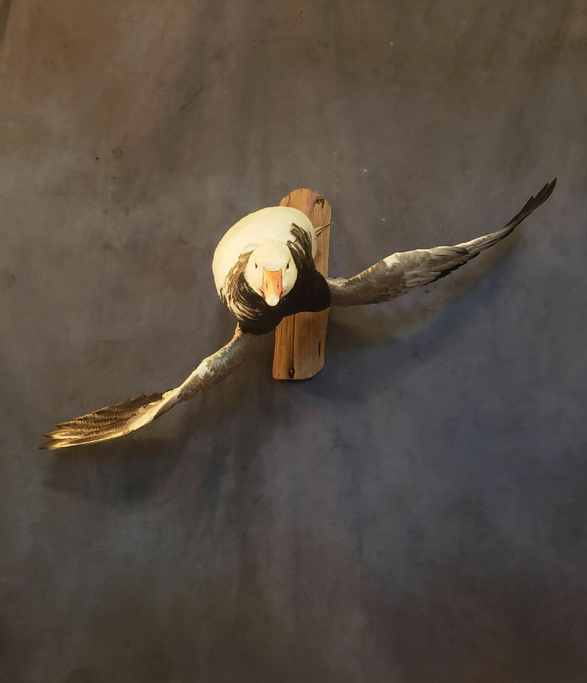 Snow Goose Mounts | Blue Goose Mounts | Texas Waterfowl Taxidermy