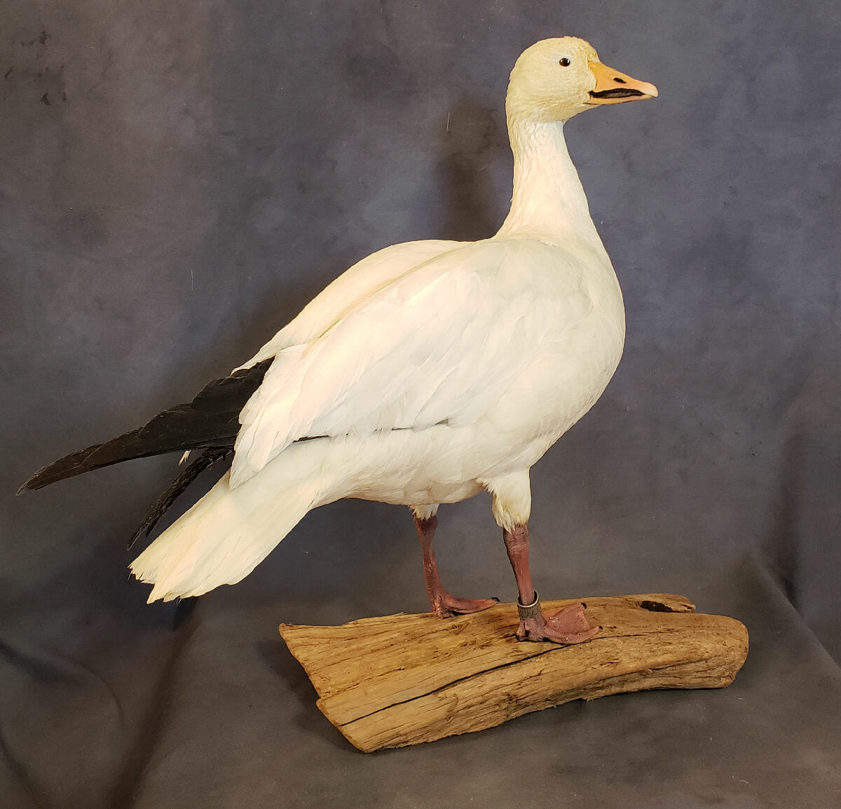Snow Goose Mounts | Blue Goose Mounts | Texas Waterfowl Taxidermy