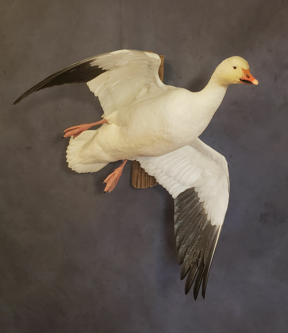 Snow Goose Mounts | Blue Goose Mounts | Texas Waterfowl Taxidermy