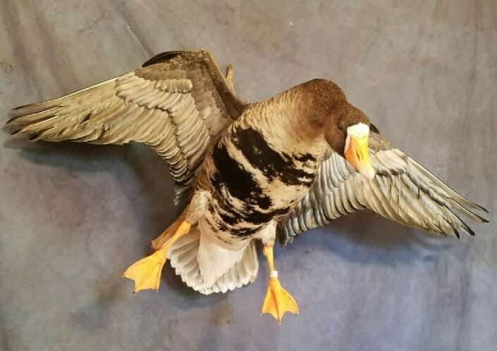 Goose Taxidermy | Waterfowl Taxidermy | San Antonio Taxidermy Studio