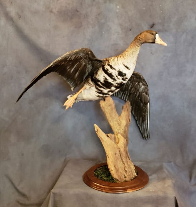 Goose Taxidermy | Waterfowl Taxidermy | San Antonio Taxidermy Studio