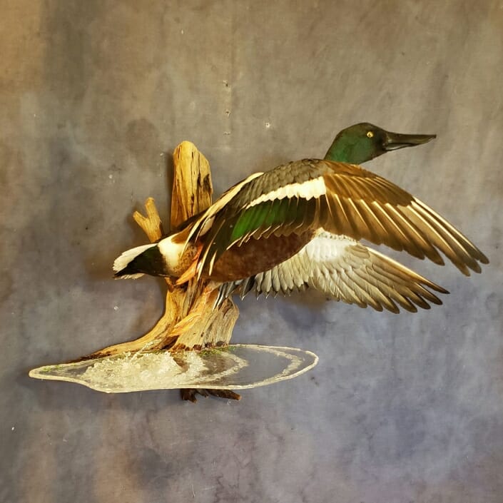 Taxidermy Habitat & Mounts | Waterfowl Habitat Taxidermy | CS Taxidermy