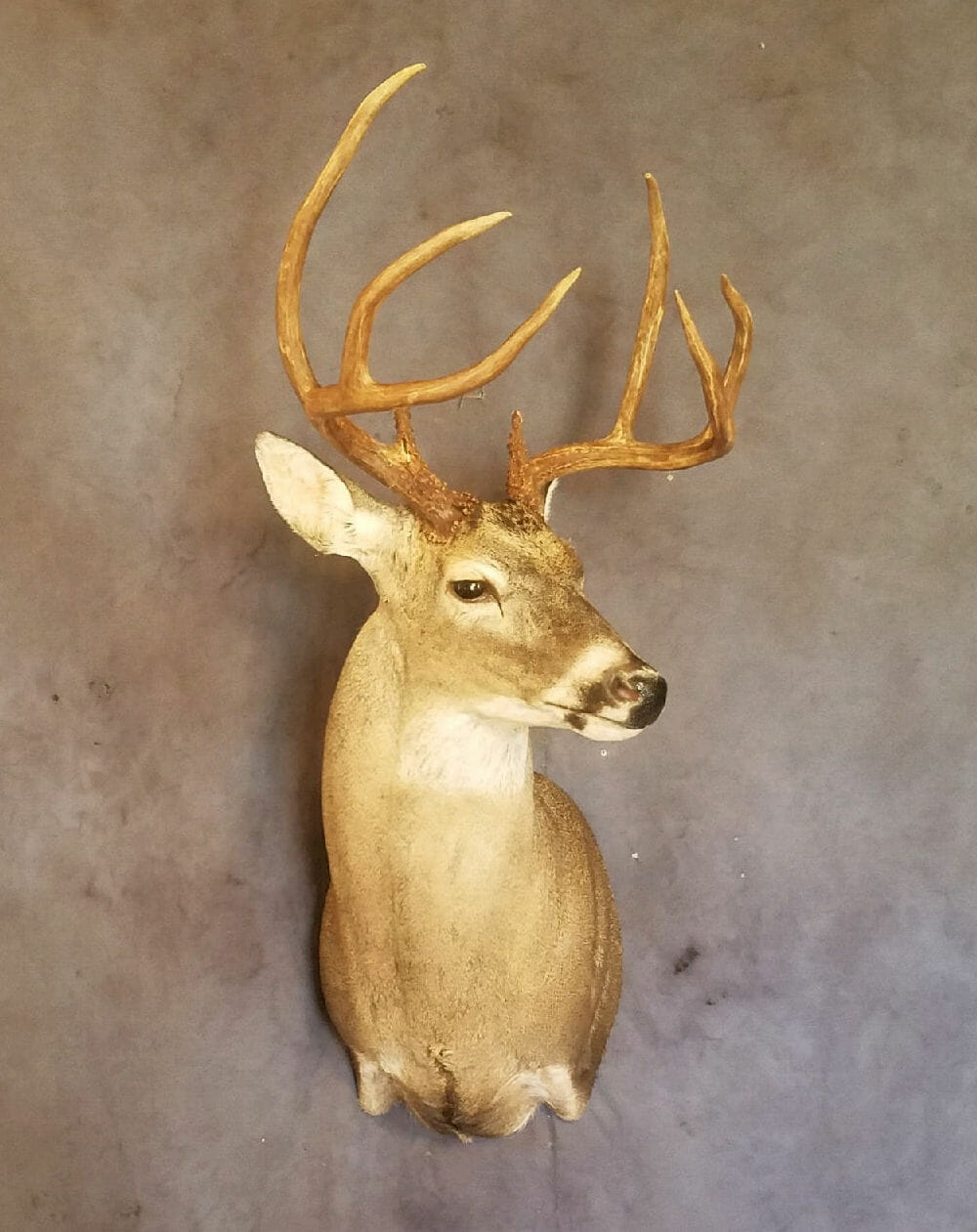 Deer Shoulder Mounts, Whitetail, Mule Deer, Axis, Goats, Elk