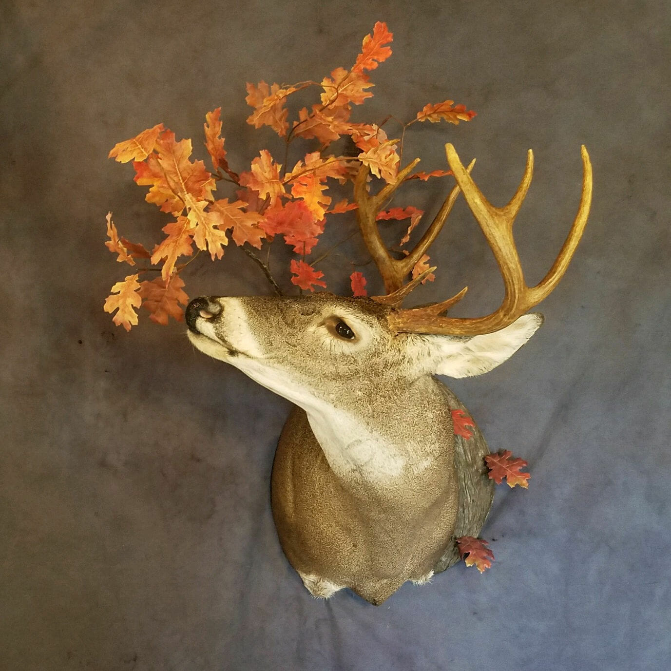 Deer Shoulder Mounts, Whitetail, Mule Deer, Axis, Goats, Elk
