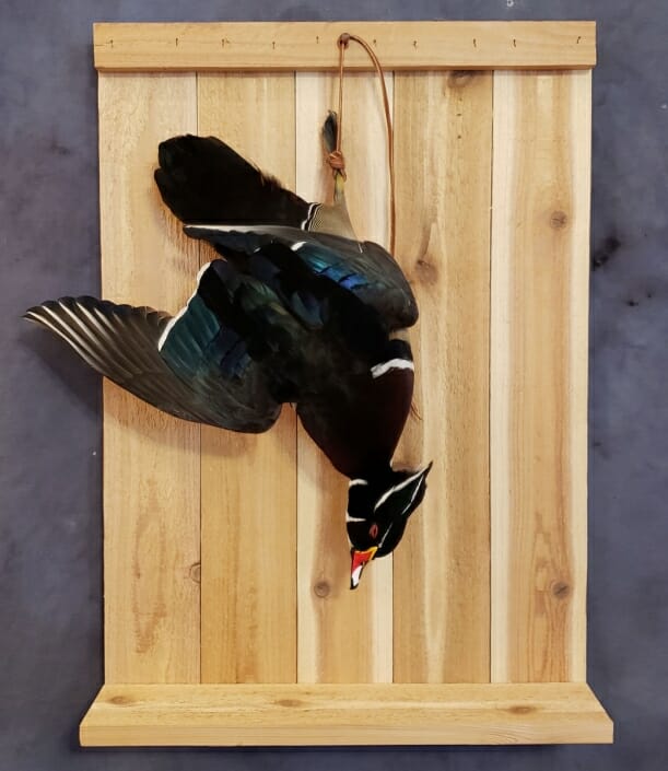 Wood Duck Mounts | Drake Wood Duck Mount | Texas Waterfowl Mounts