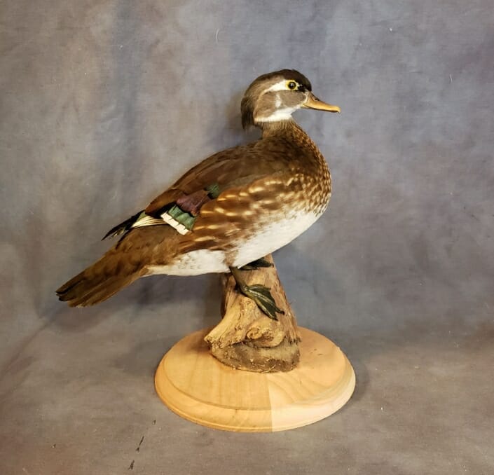 Wood Duck Mounts | Drake Wood Duck Mount | Texas Waterfowl Mounts