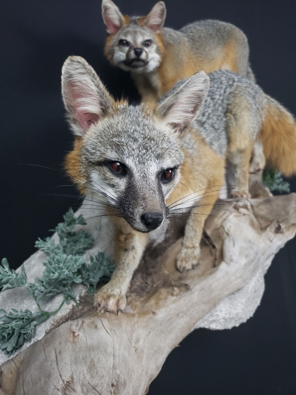 Life Size Taxidermy | Wild Hog Mounts, Bear Mounts | Texas Taxidermy