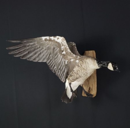 Canada Goose Mounts, Flying, Standing, Dead Mount Poses