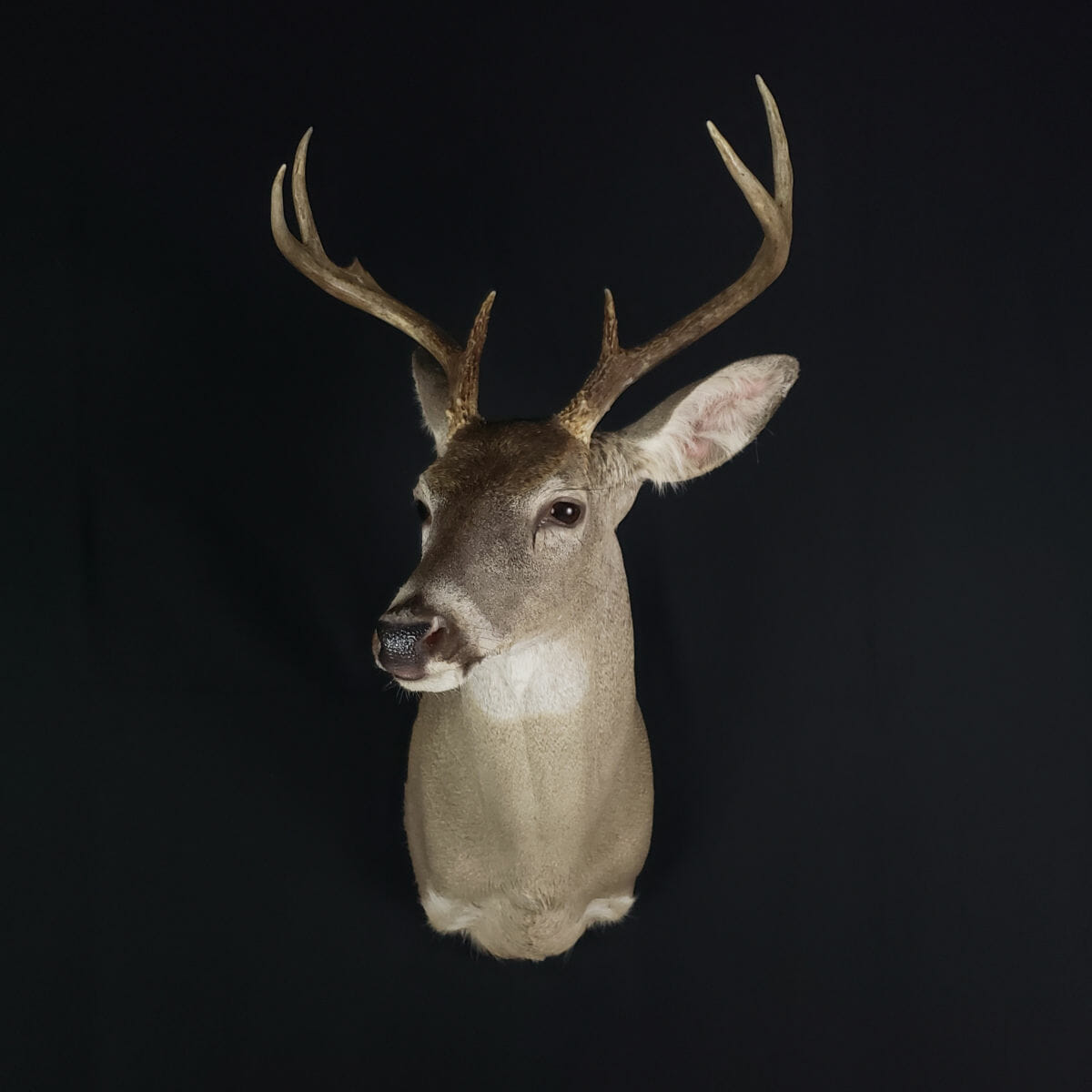 Whitetail Shoulder Mount | Trophy Whitetail Buck Mount | Deer Taxidermy