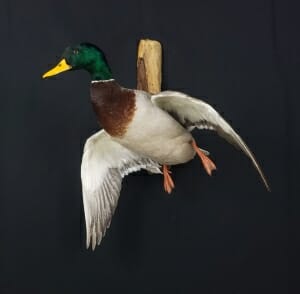Mallard Mount | Mallard Drake Mounts | Puddle Duck Mounts | Taxidermy