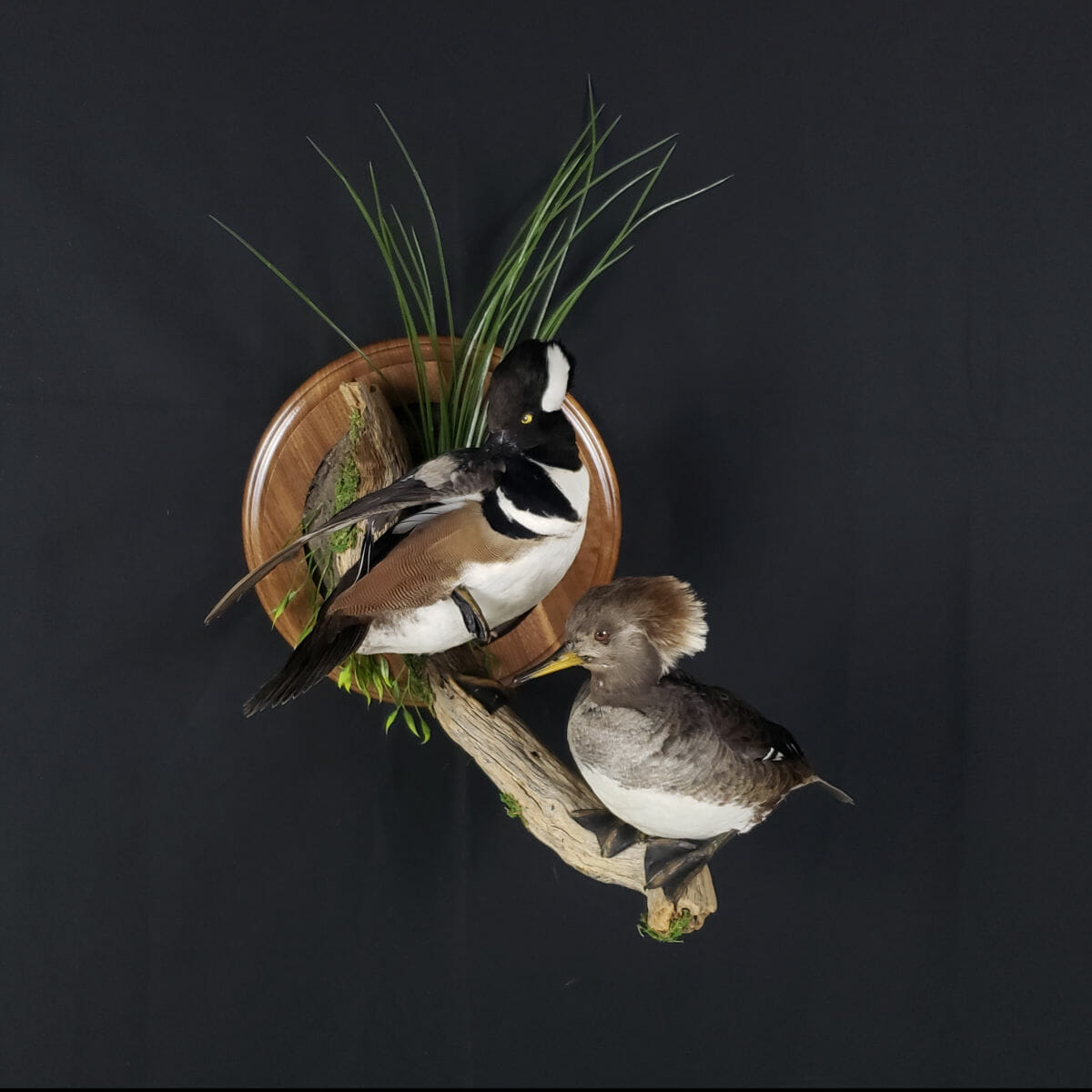 Diver Duck Mounts | Waterfowl Taxidermy | Texas Taxidermy Studio