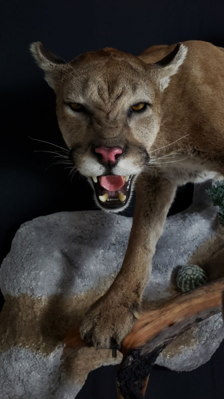 Life Size Taxidermy | Wild Hog Mounts, Bear Mounts | Texas Taxidermy