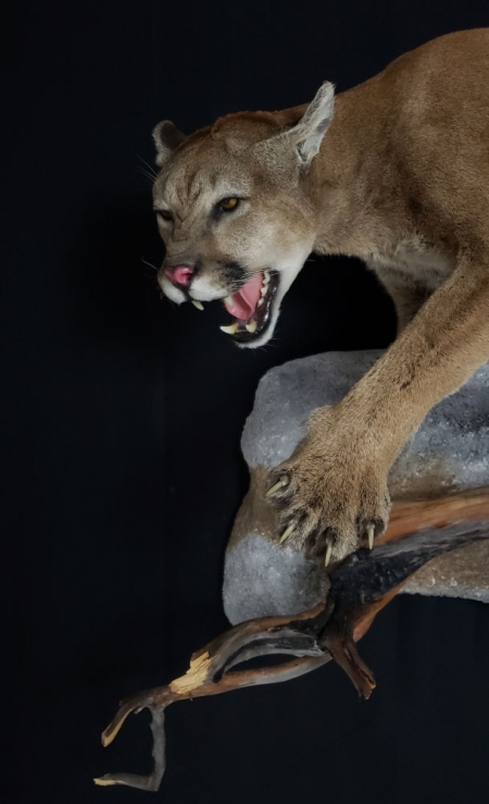 Life Size Taxidermy | Wild Hog Mounts, Bear Mounts | Texas Taxidermy