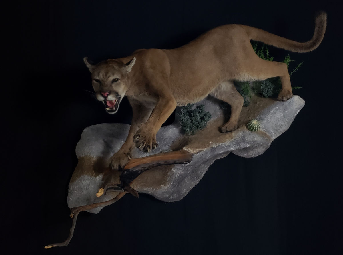 Life Size Taxidermy | Wild Hog Mounts, Bear Mounts | Texas Taxidermy