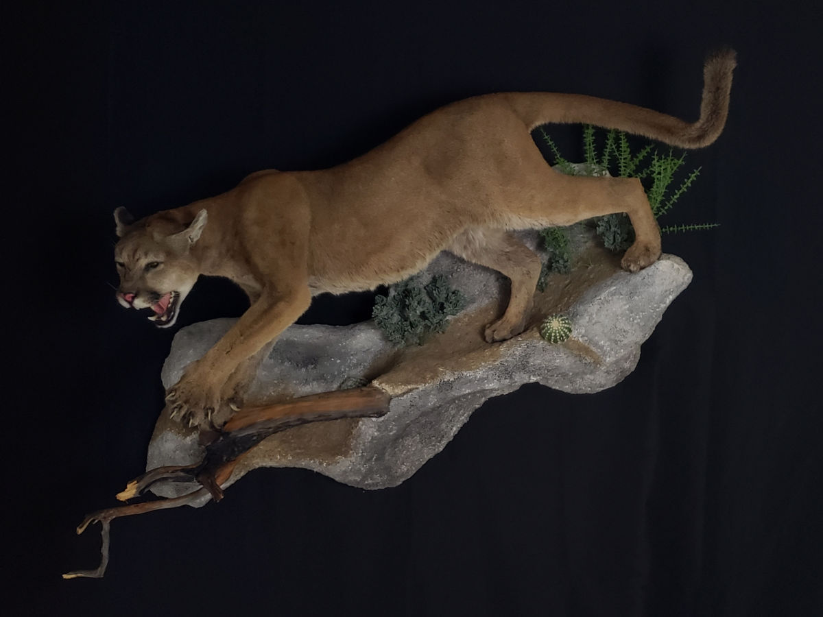 Life Size Taxidermy | Wild Hog Mounts, Bear Mounts | Texas Taxidermy