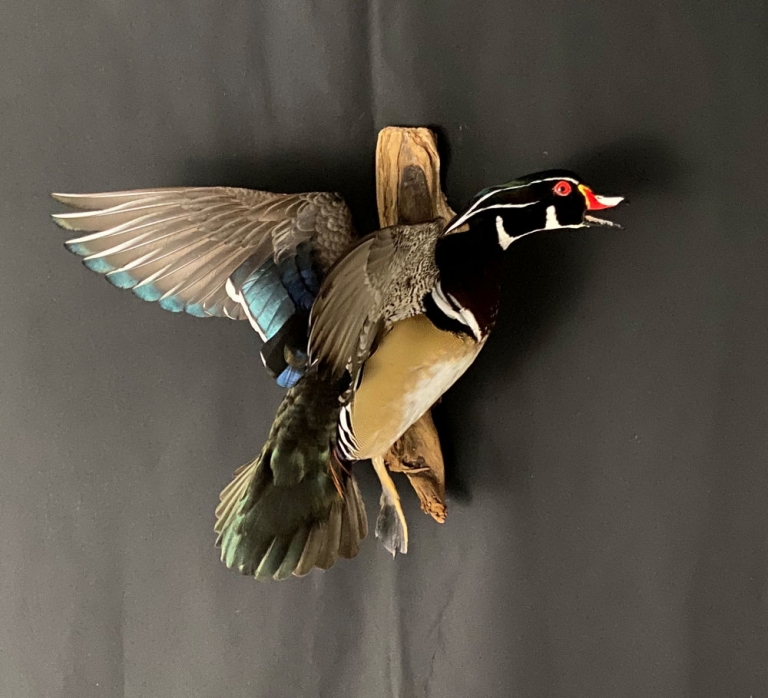 Wood Duck Mounts Flying, Standing, Dead Mount Waterfowl
