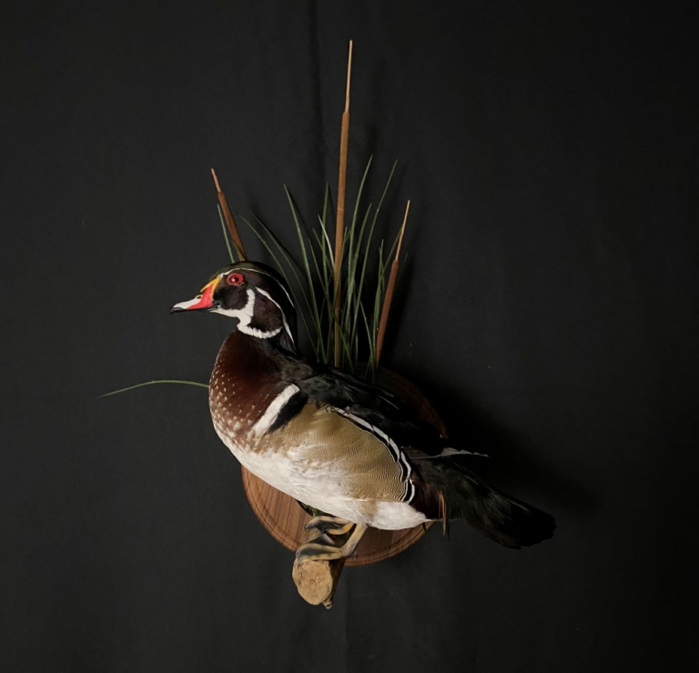 Wood Duck Mounts Flying, Standing, Dead Mount Waterfowl