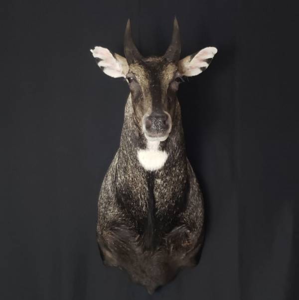 Shoulder Mounts | Whitetail Shoulder Mounts | Texas Big Game Taxidermy