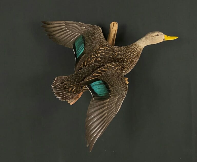 Mottled Duck Mounts, Drake & Hen Standing, Flying, Dead Mounts