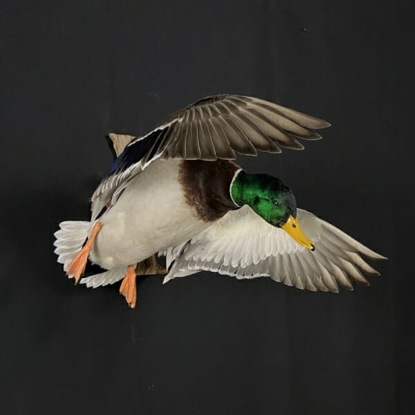 Mallard Mount | Mallard Drake Mounts | Puddle Duck Mounts | Taxidermy