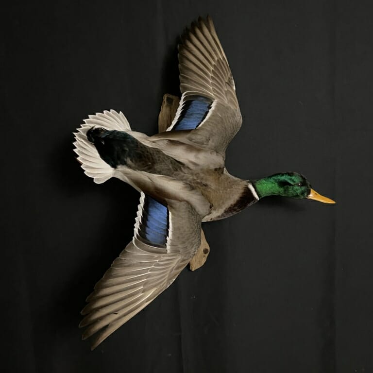 Mallard Mount | Mallard Drake Mounts | Puddle Duck Mounts | Taxidermy