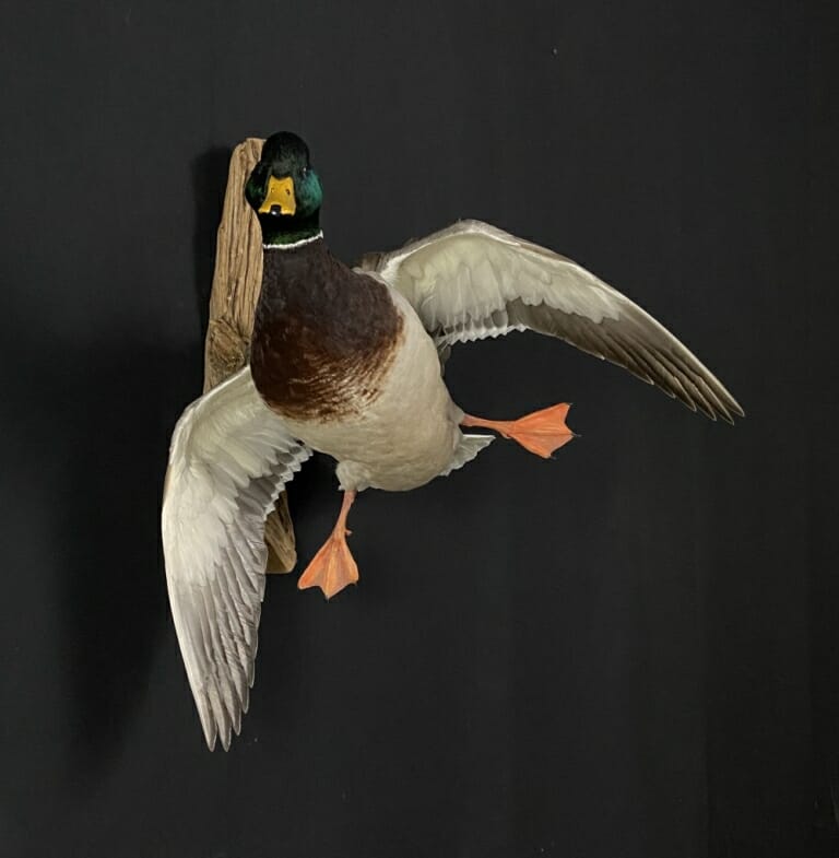 Mallard Mount | Mallard Drake Mounts | Puddle Duck Mounts | Taxidermy