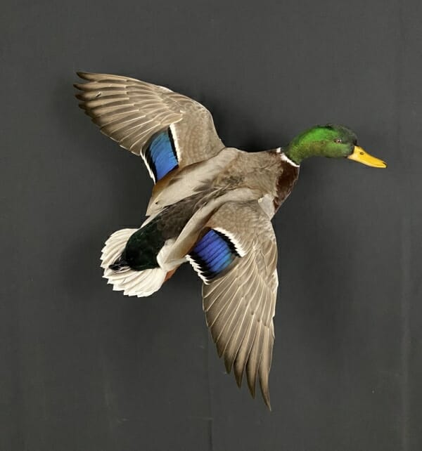 Mallard Mount | Mallard Drake Mounts | Puddle Duck Mounts | Taxidermy