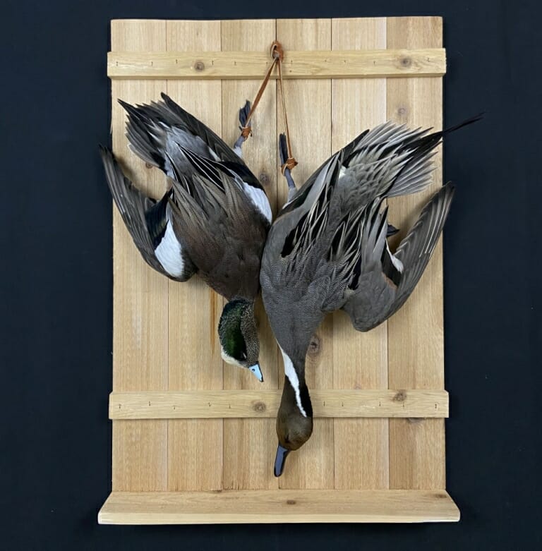 Pintail Mount | Pintail Drake Duck Mounts | Texas Waterfowl Taxidermy